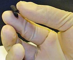 Paper-Thin Battery Could Be Hybrid Breakthrough | Cars.com